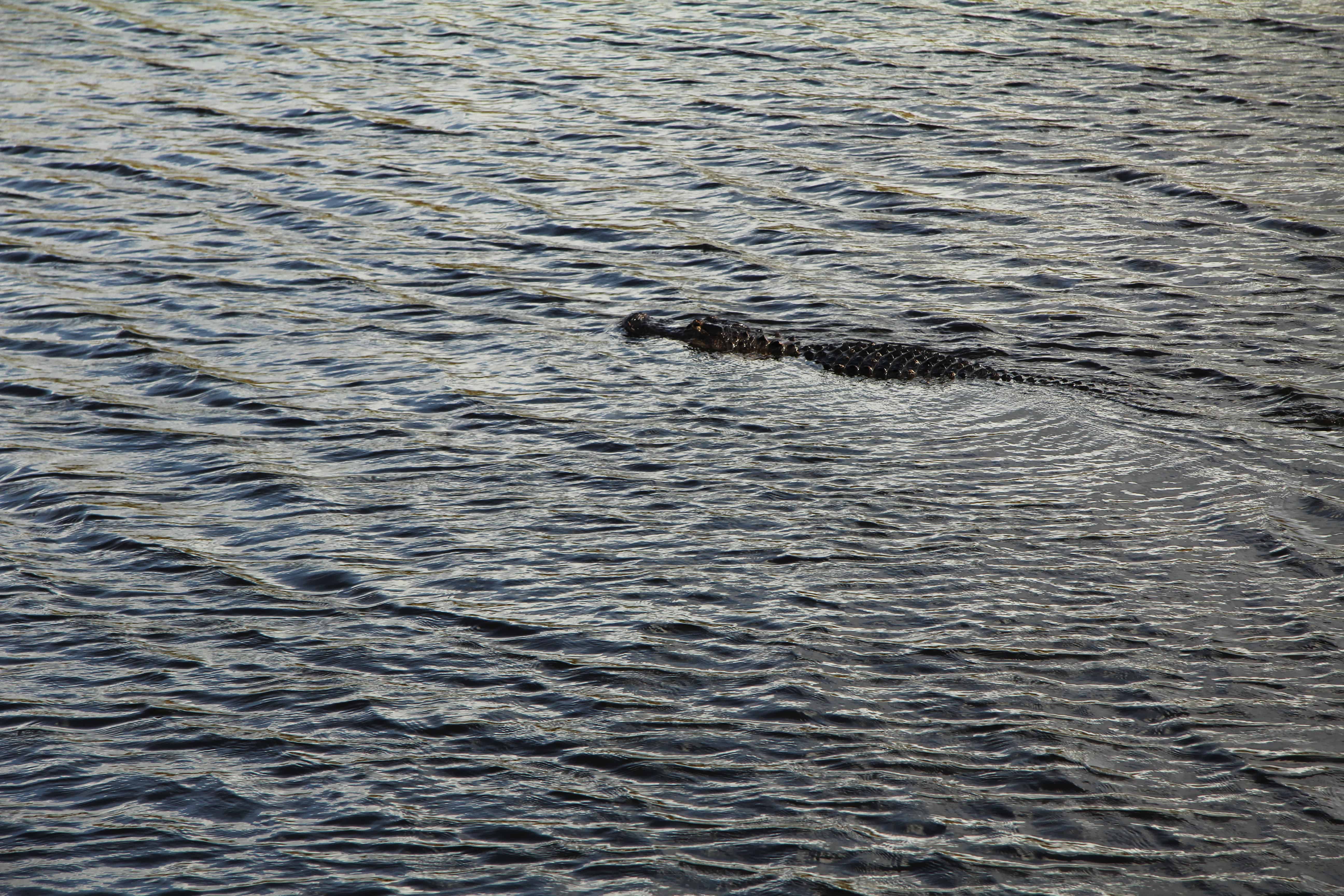 Gator Spotting on La Chua Trail Red Around the World
