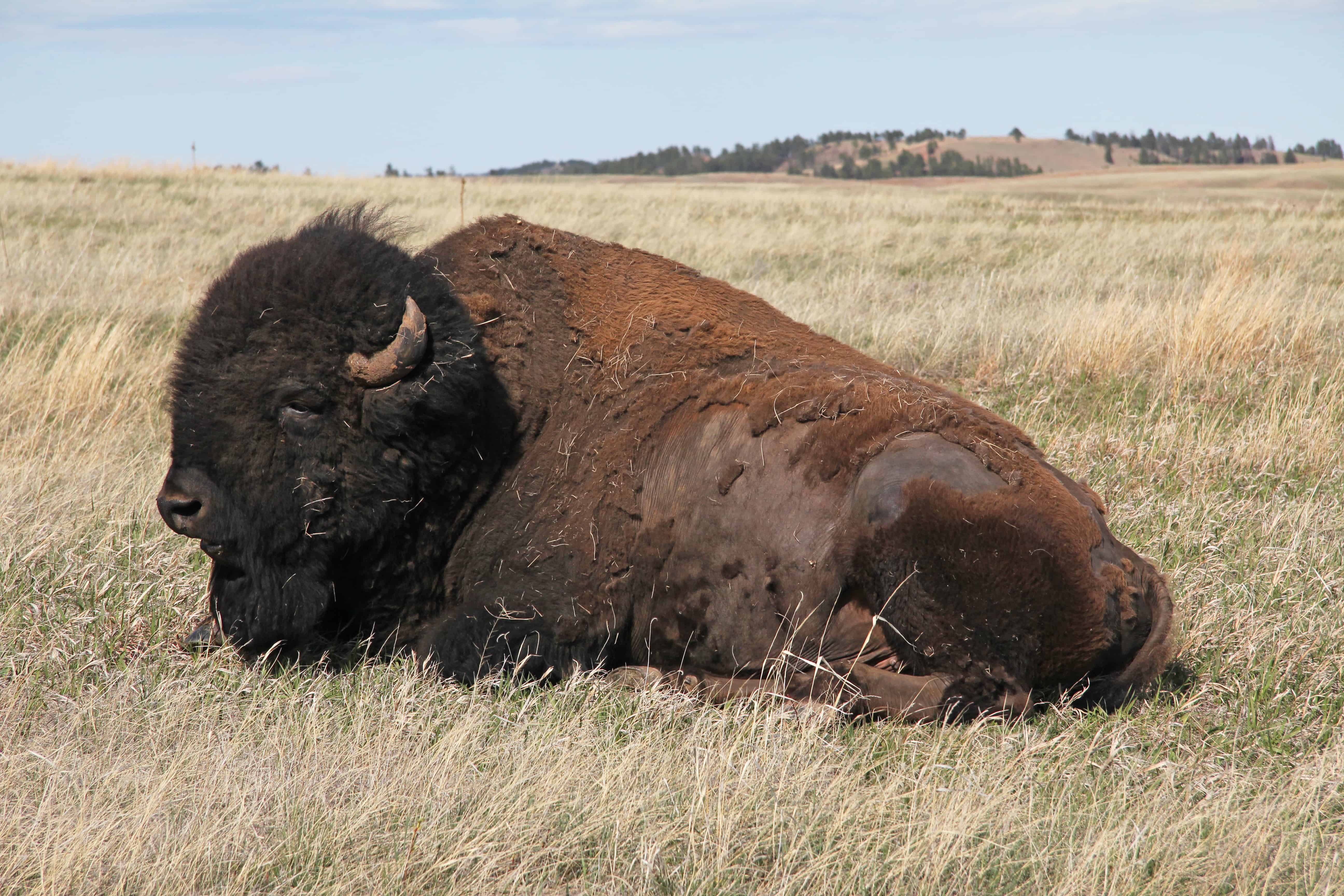 An Afternoon With Bison In Wind Cave National Park Red Around the World