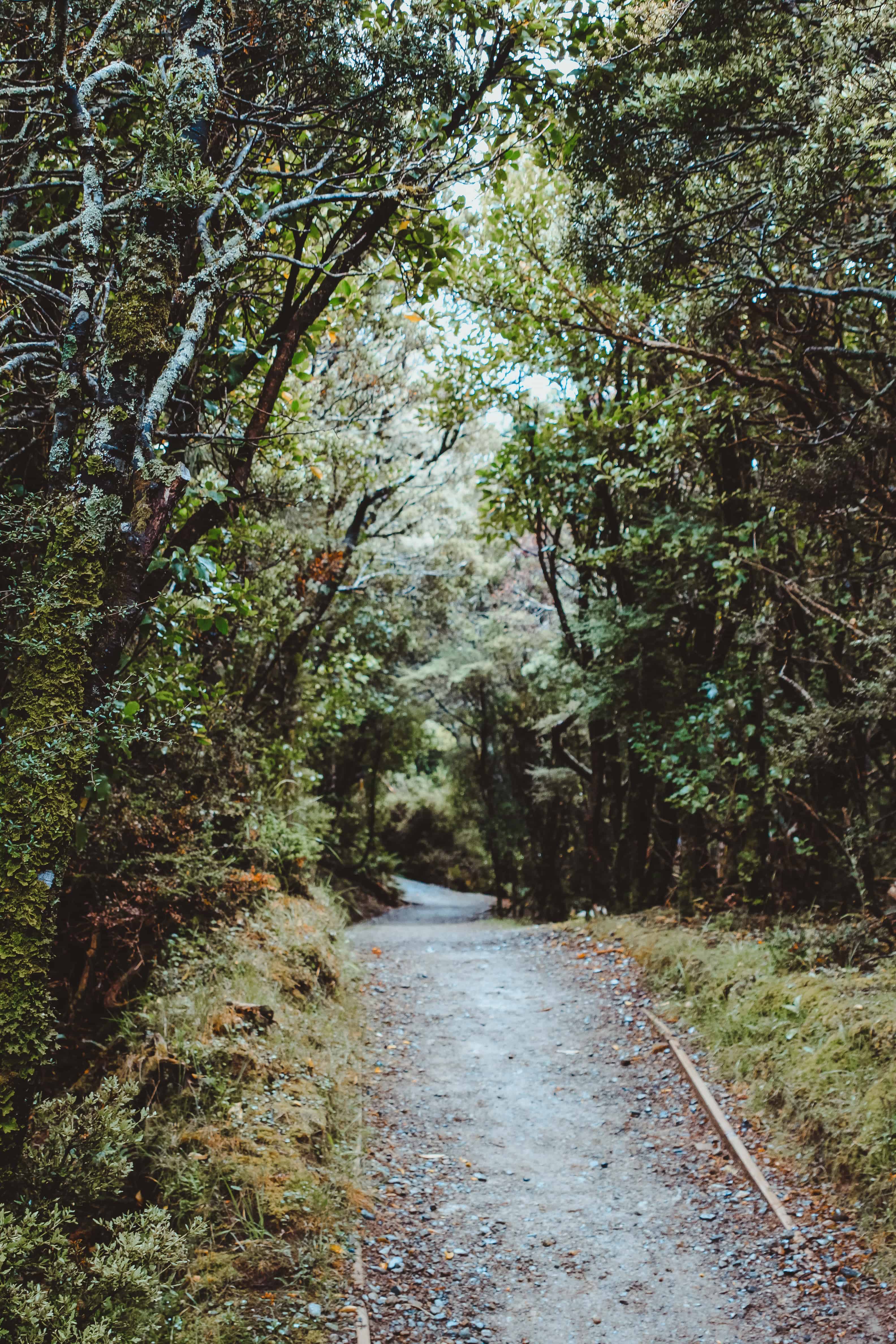 jungle trail in new zealand Red Around the World