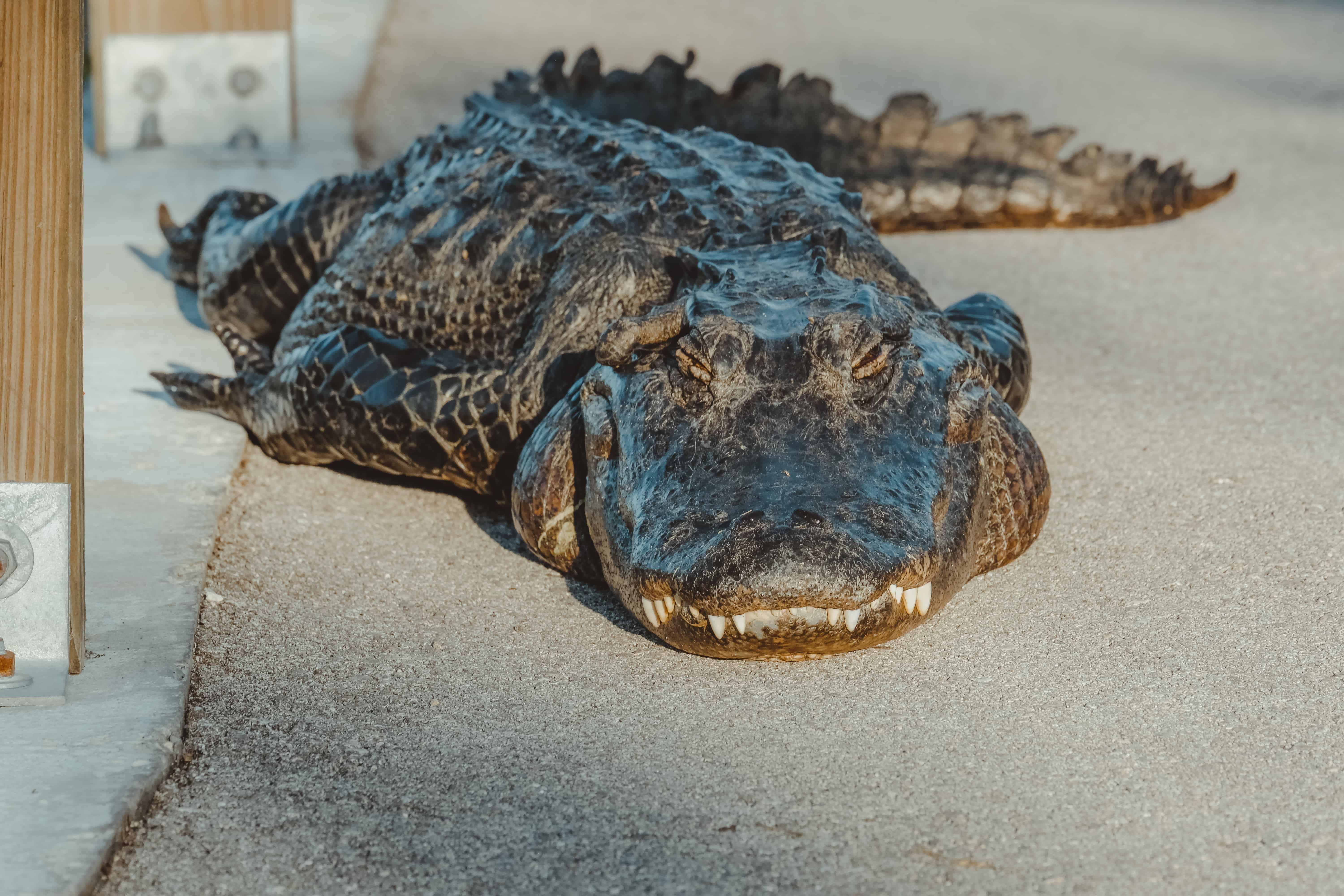 alligator everglades national park Red Around the World