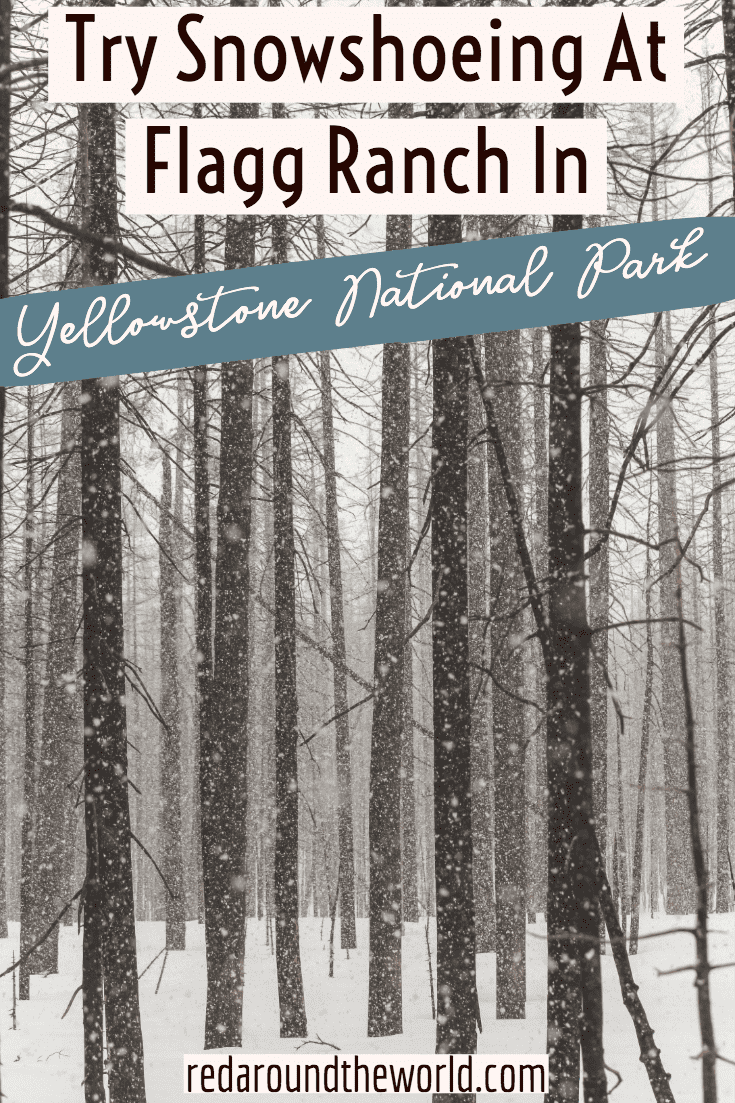 Snowshoeing At Flagg Ranch In Yellowstone In Winter Red Around the World