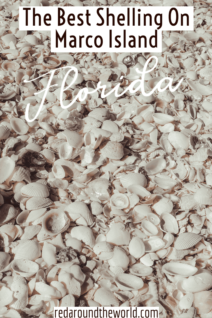 Marco Island shelling is great for people of all ages. Tigertail Beach ...