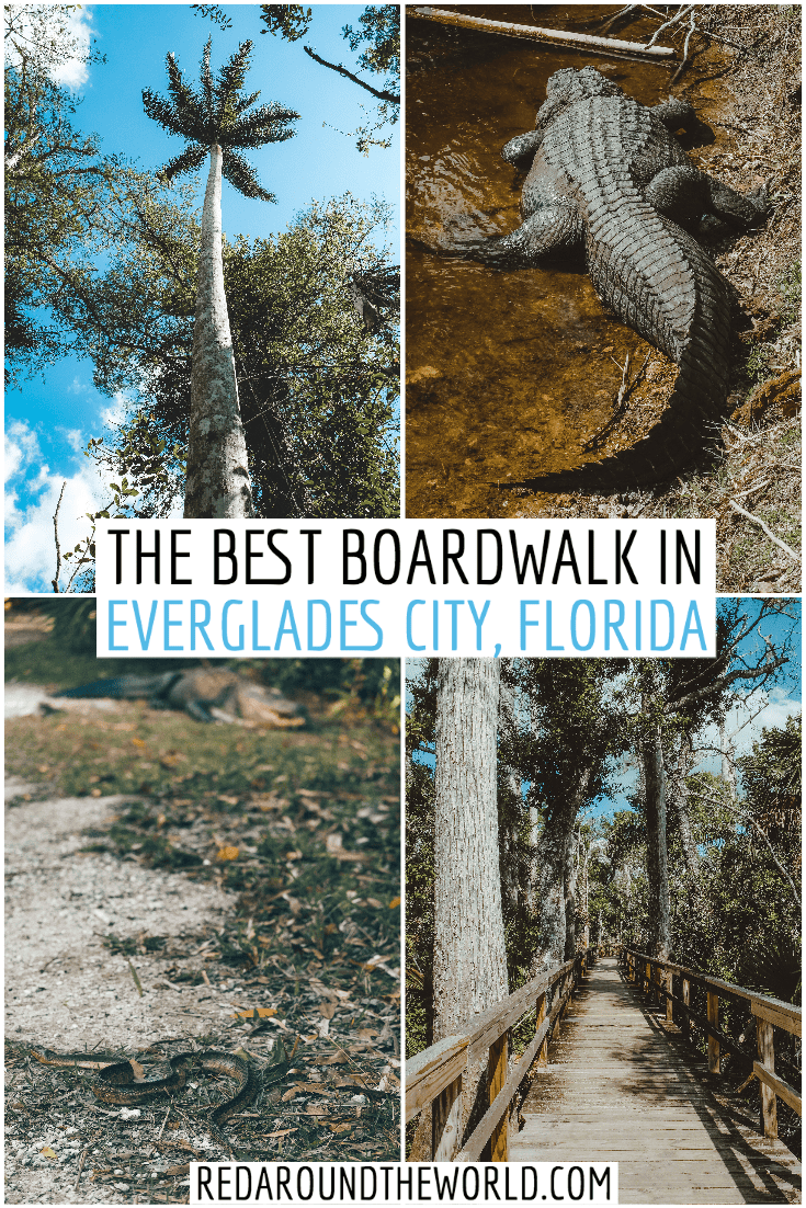 The Fakahatchee boardwalk is the perfect short hike in the Fakahatchee ...