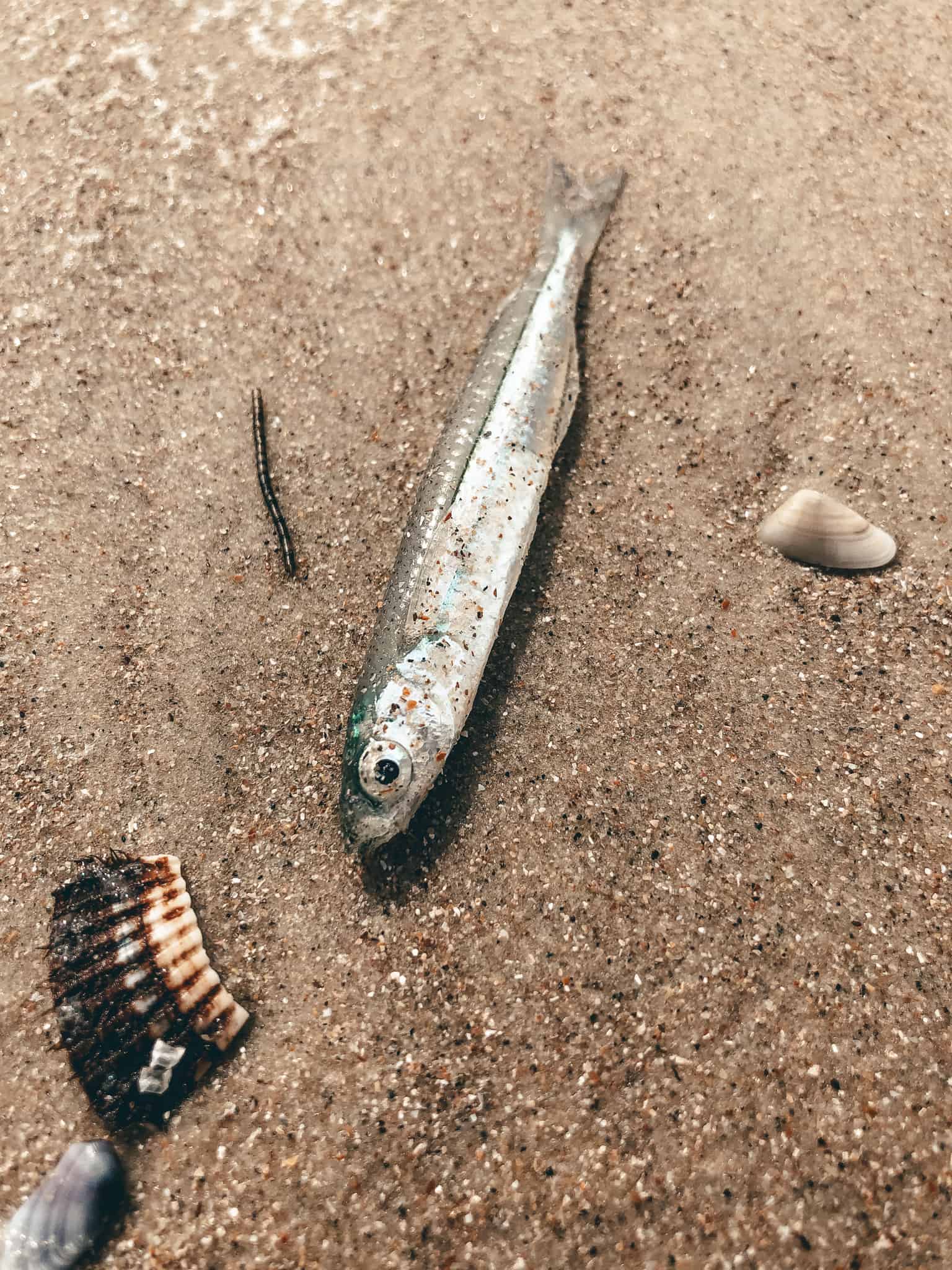 Cape san blas florida shelling Red Around the World