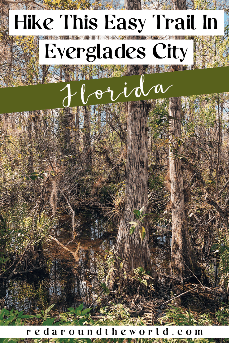 Experience The Fire Prairie Trail In Big Cypress National Preserve Red ...
