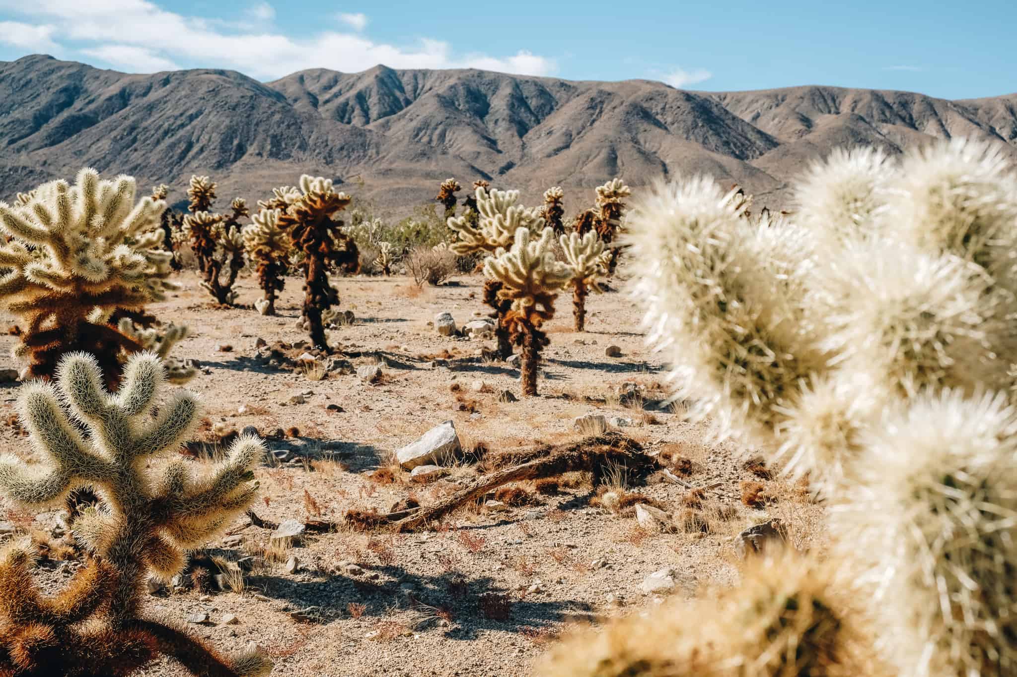 cholla cactus garden at joshua tree national park Red Around the World